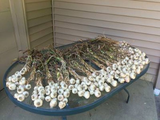 Italians Love Their Garlic - La Gazzetta Italiana