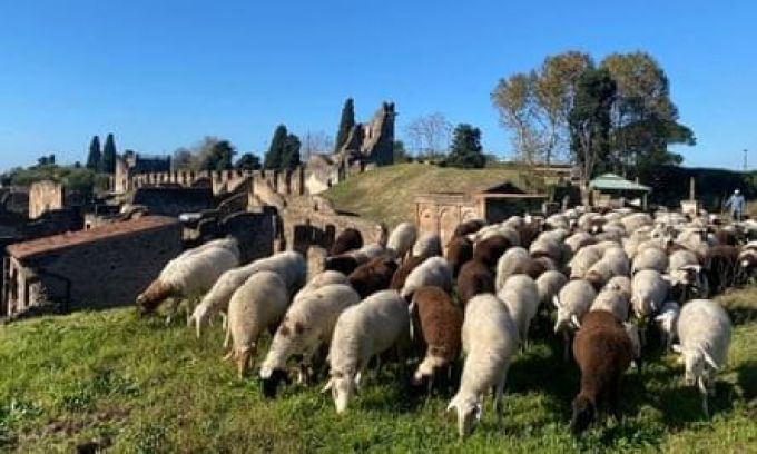 Sheep pastures to revive Pompeii - La Gazzetta Italiana